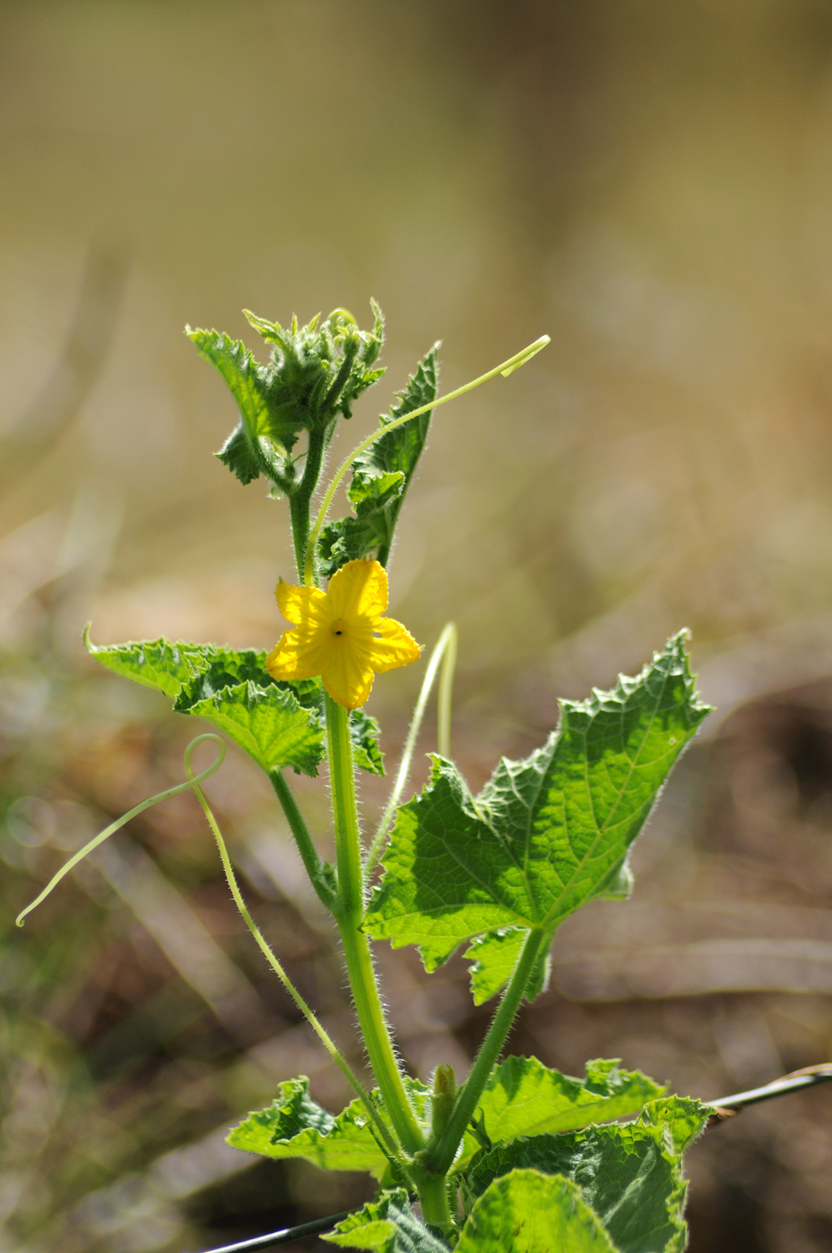 À propos - Bakti creations